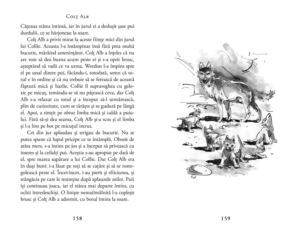 Colț Alb. Mari clasici ilustrați – Editura ARC